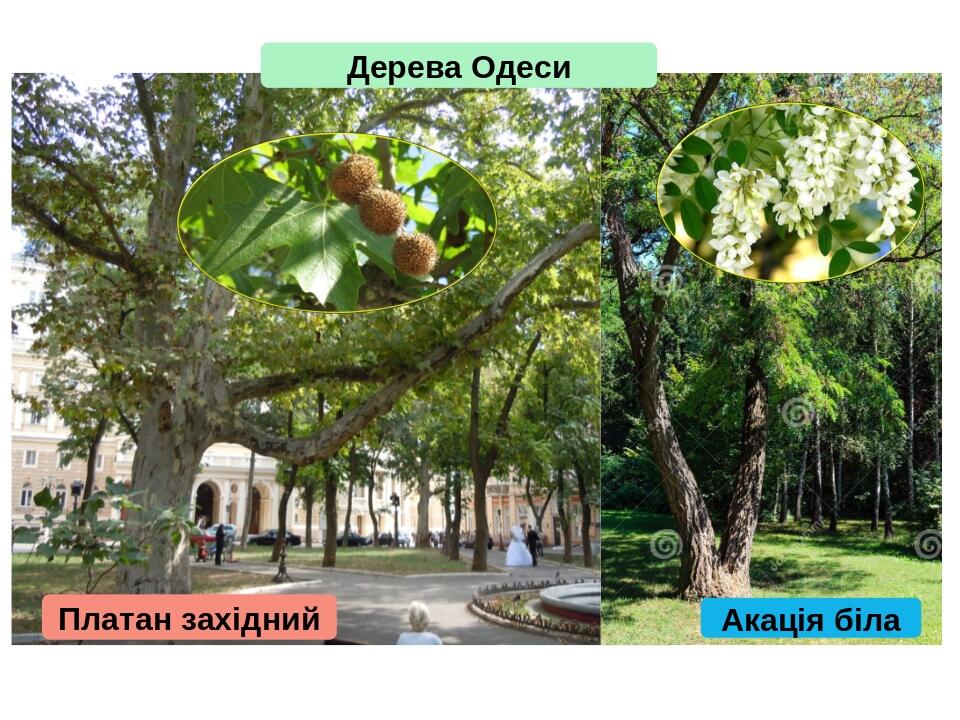 Урок математики 4 клас Усне і писемне множення на кругле число