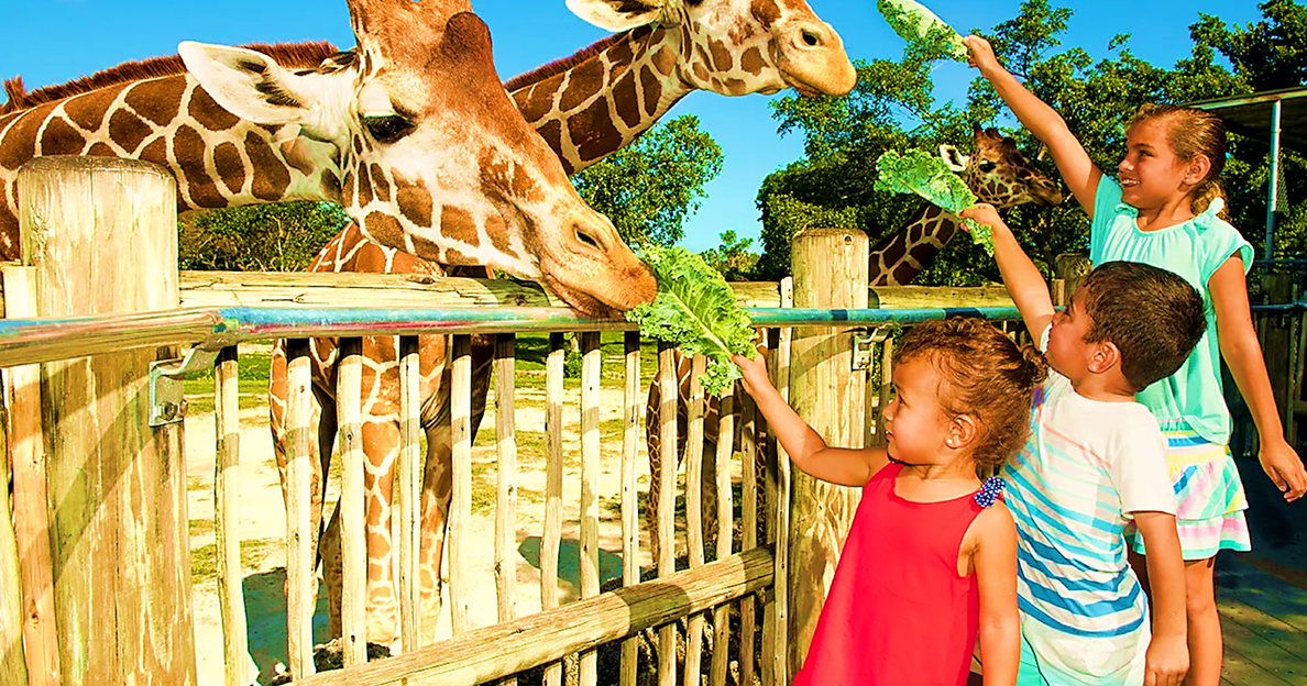 Zoo animals. Parts of body. | Тест на 24 запитання. Англійська мова