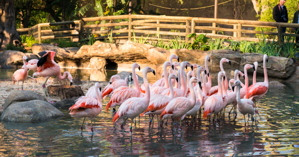 Bird zoo . Parts of body. | Тест на 12 запитань. Англійська мова