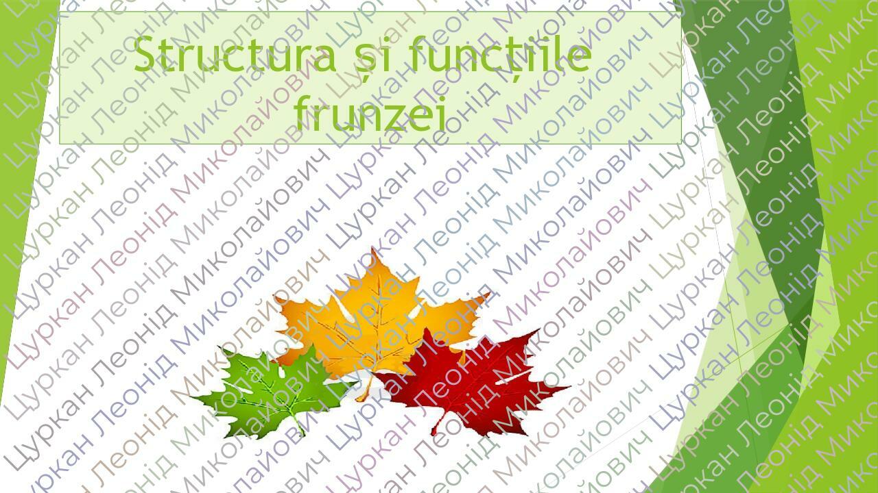 Презентація (Structura și funcțiile frunzei) | Презентація. Біологія