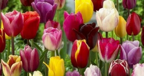 Structura florii ( Презентація ) | . Біологія