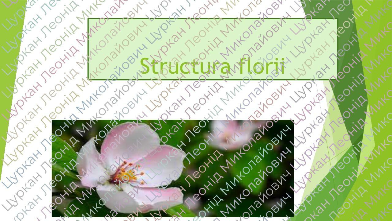 Structura florii ( Презентація ) | . Біологія