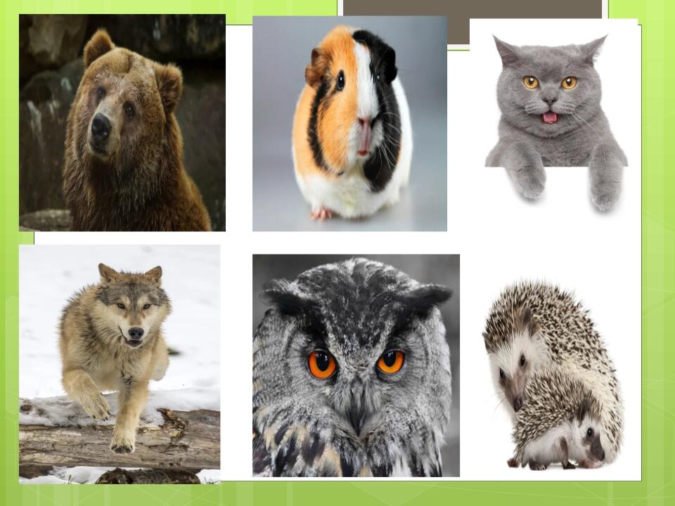 ПРЕЗЕНТАЦІЯ МЕТАФОРИЧНІ КАРТИ «ТВАРИНИ ЯК МЕТАФОРА” | Презентація ...