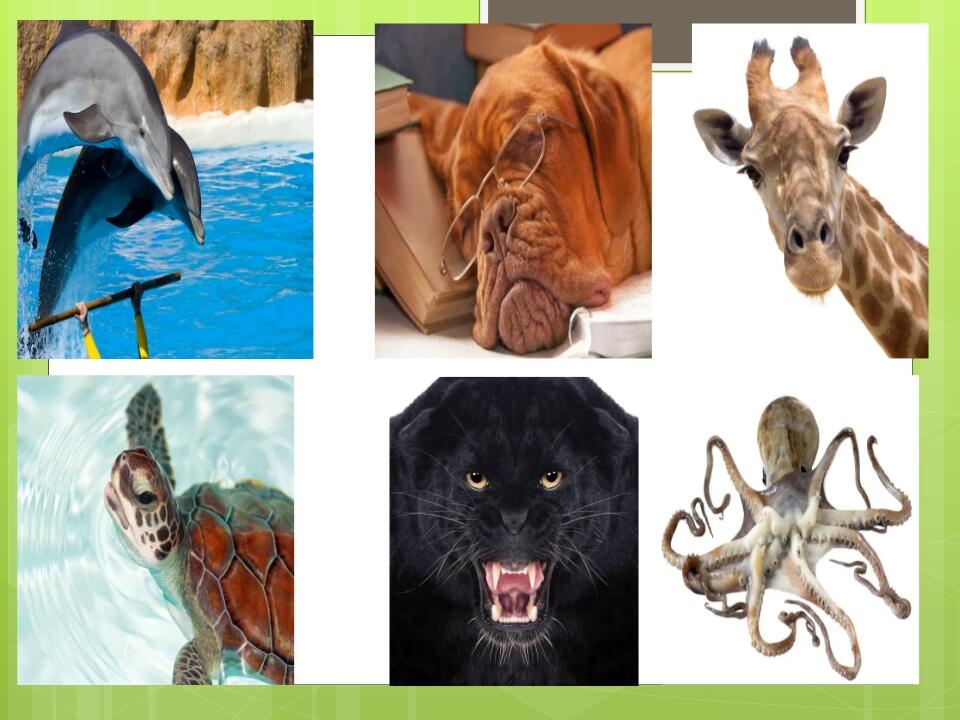 ПРЕЗЕНТАЦІЯ МЕТАФОРИЧНІ КАРТИ «ТВАРИНИ ЯК МЕТАФОРА” | Презентація ...