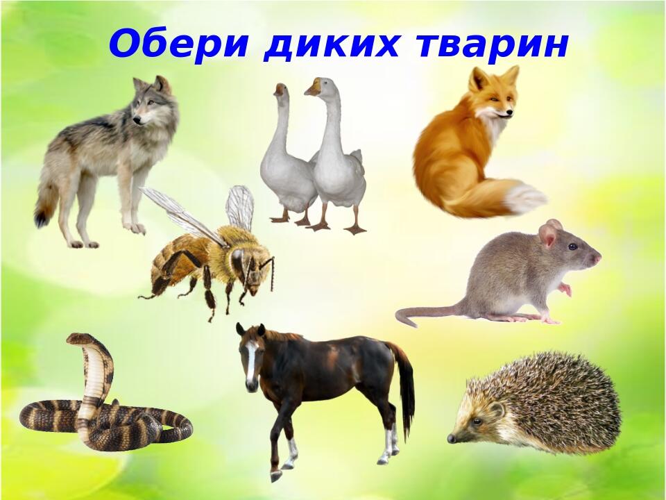 Презентація Тварини в природі до уроку Я досліджую світ 2 клас за підручником Н М Бібік