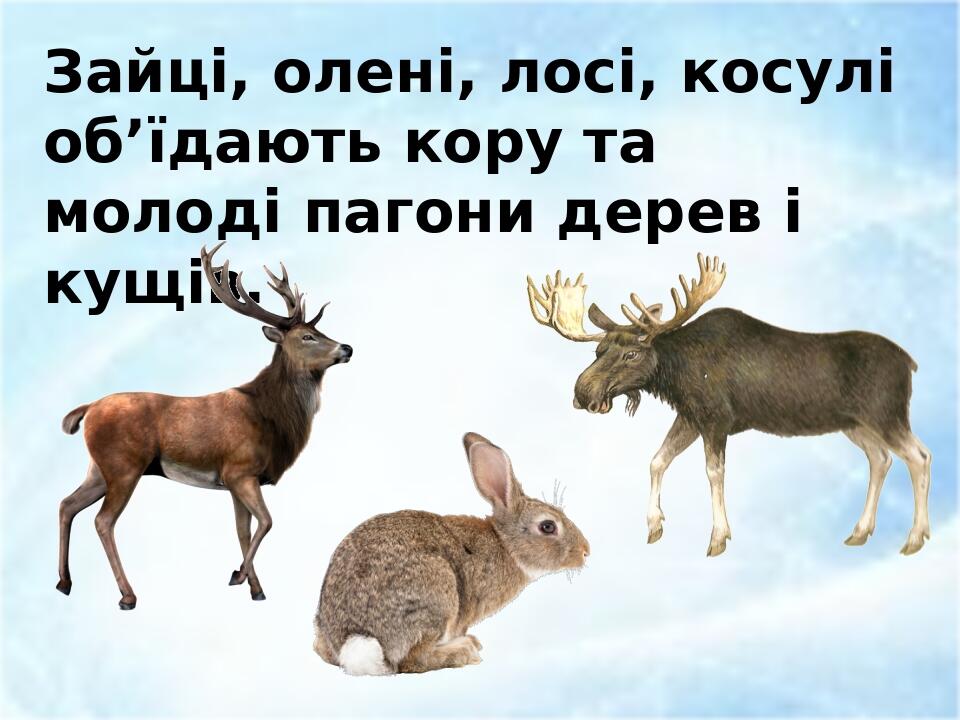 Презентація " Тварини взимку " до уроку Я досліджую світ ( 2 клас, за ...