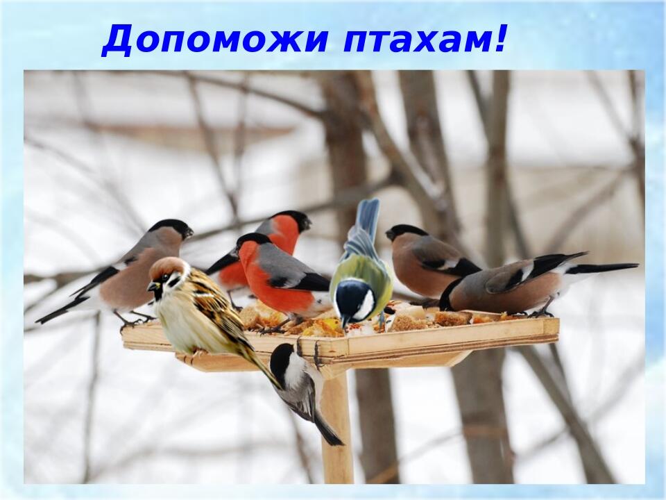 Презентація Тварини взимку до уроку Я досліджую світ 2 клас за підручником Н М Бібік