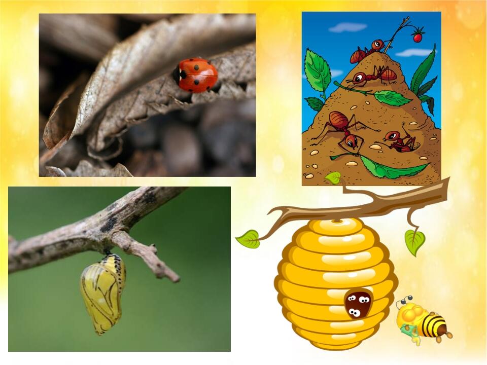 Презентація Тварини восени до уроку Я досліджую світ 2 клас за підручником Н М Бібік