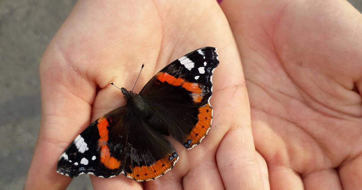 Календарно тематичне планування та вибір проєктів з трудового навчання для 7 класу на 2022 2023